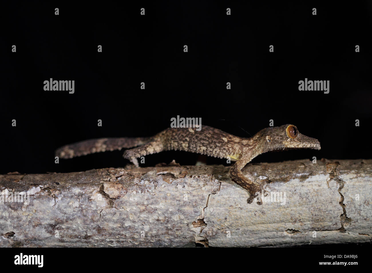 Side view of gecko hi-res stock photography and images - Alamy