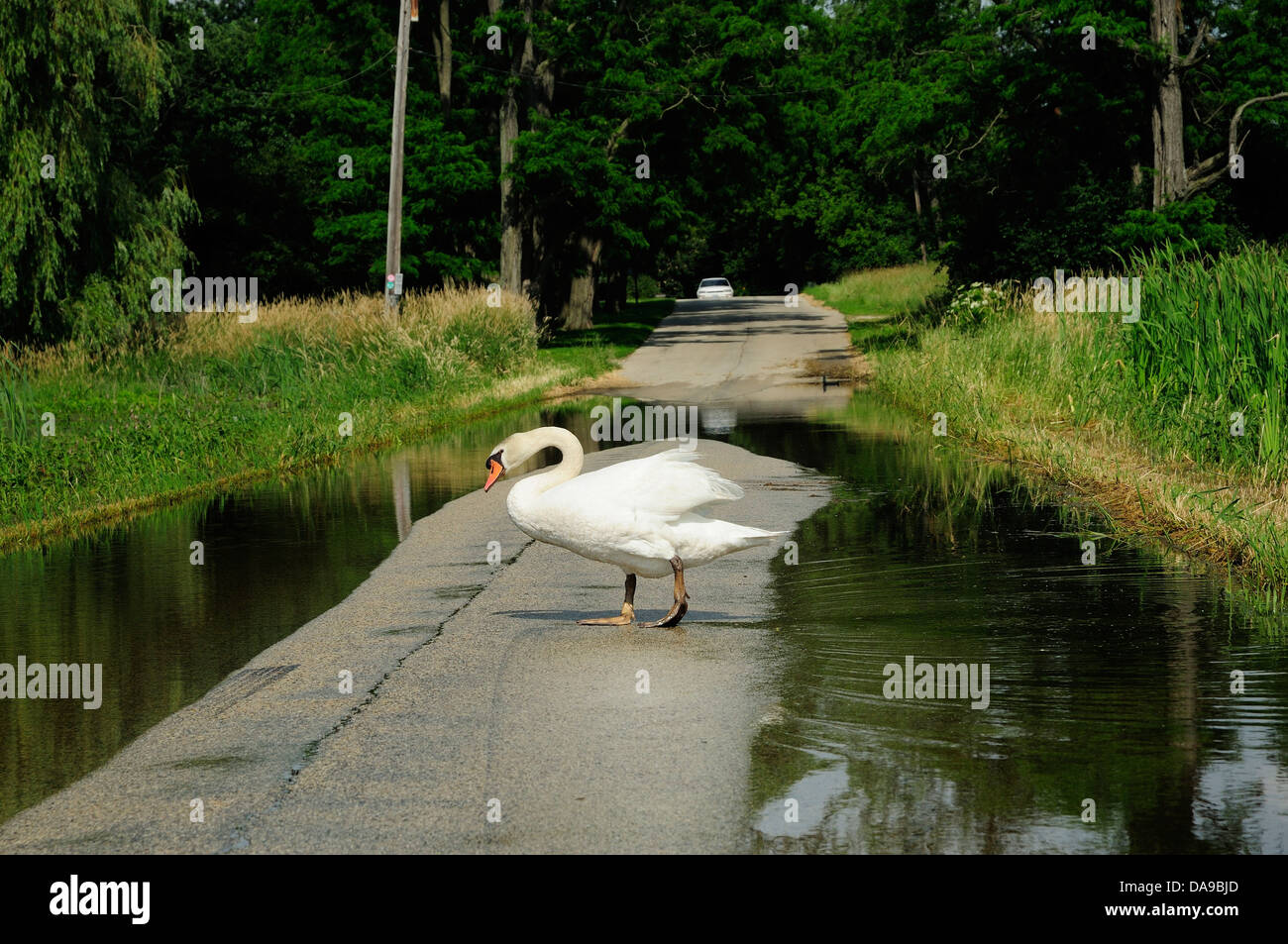 Male Mute Swan crossing partially flooded country road Stock Photo - Alamy
