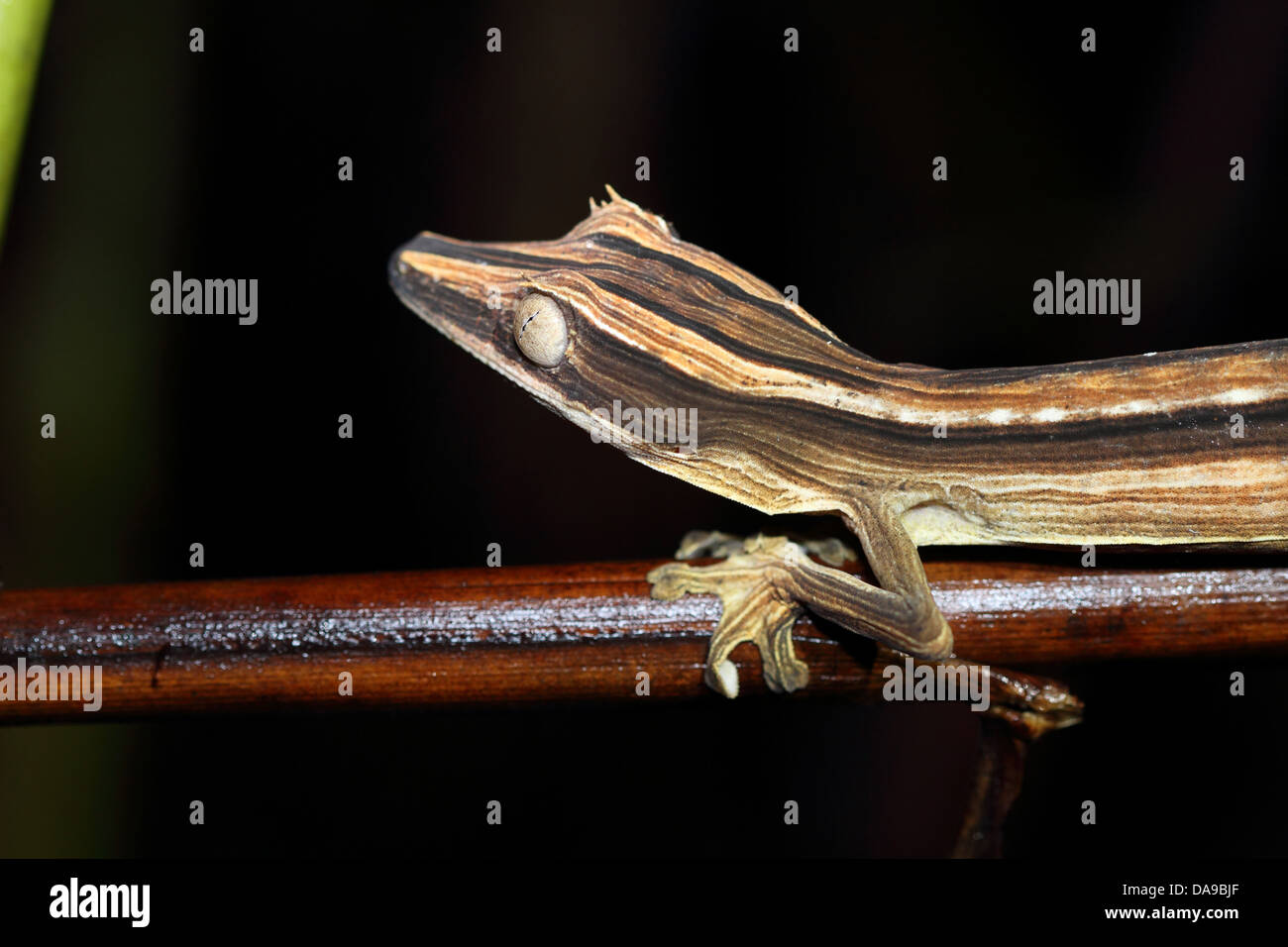 Side view of gecko hi-res stock photography and images - Alamy