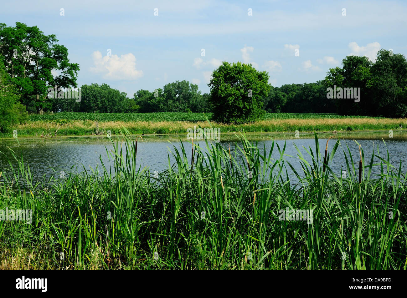 Marshland drainage hi-res stock photography and images - Alamy