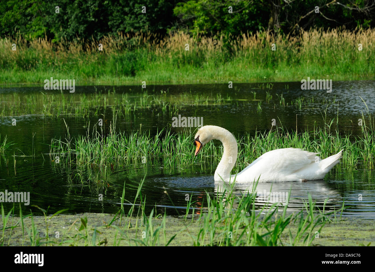 Male Mute Swan on marshland habitat Stock Photo - Alamy