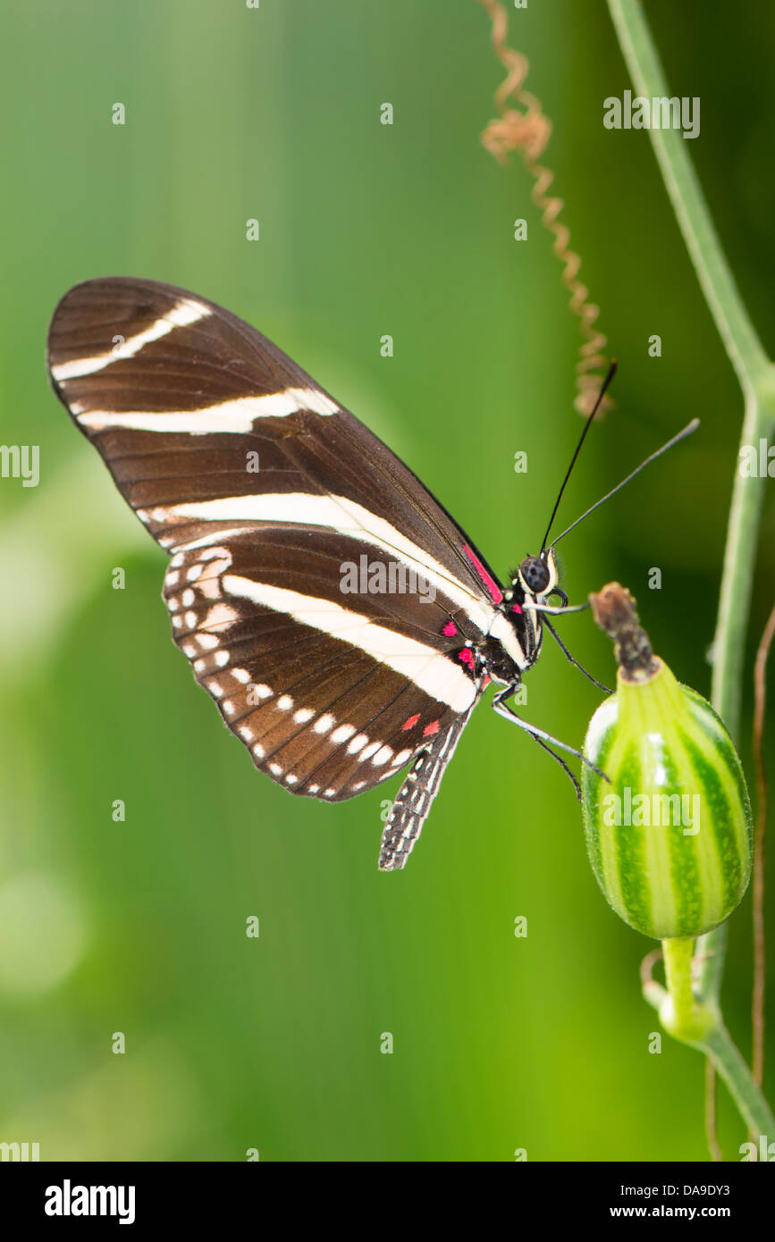 A Zebra Longwing butterfly at rest Stock Photo - Alamy