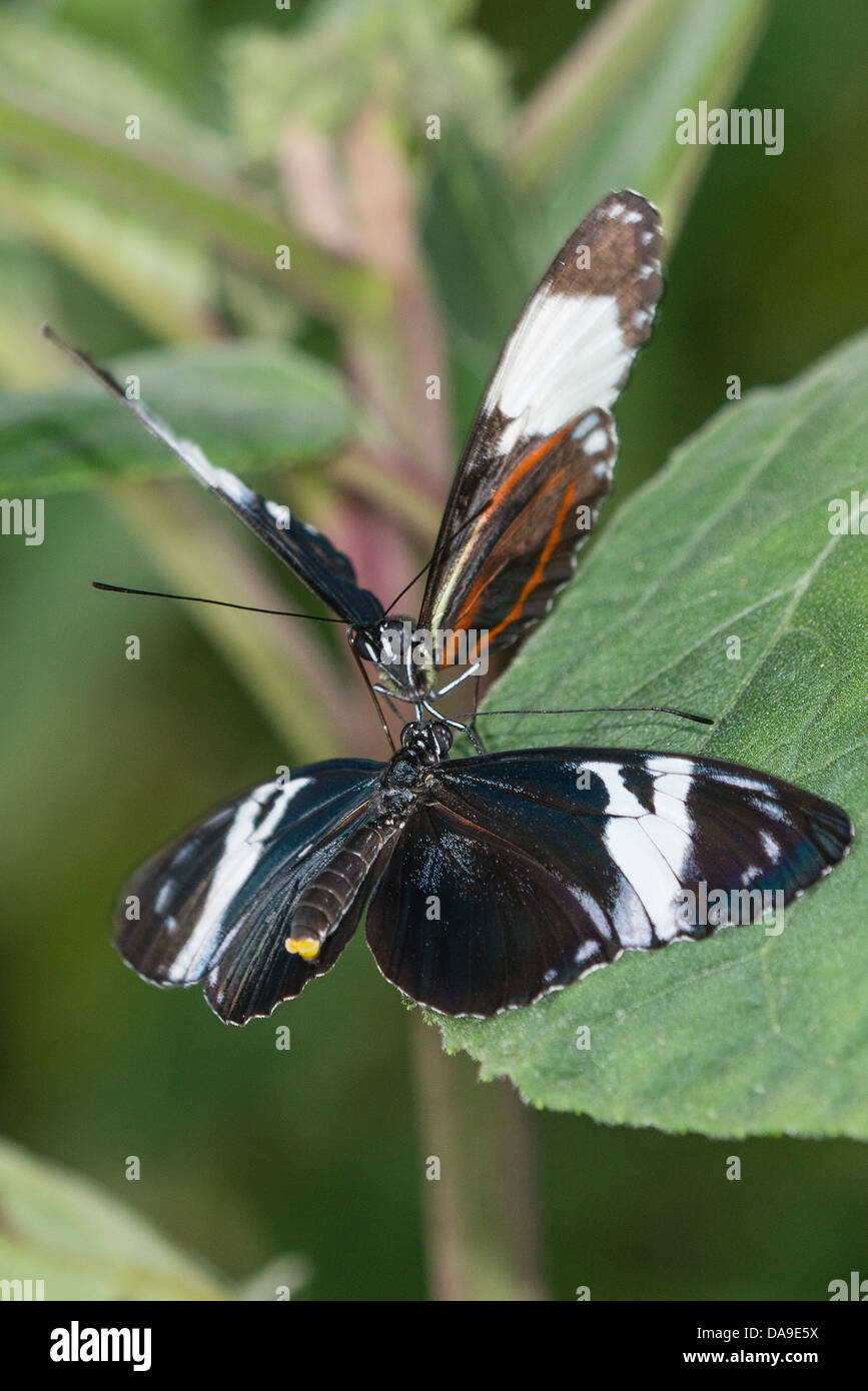 Mating Longwing Butterflies High Resolution Stock Photography and Images - Alamy