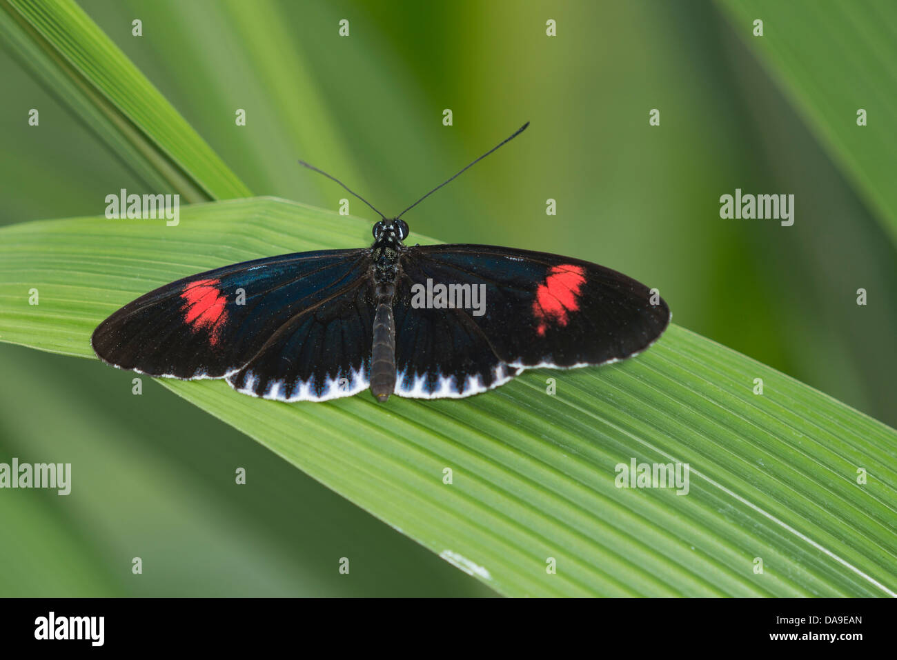 The Postman Butterfly High Resolution Stock Photography and Images - Alamy