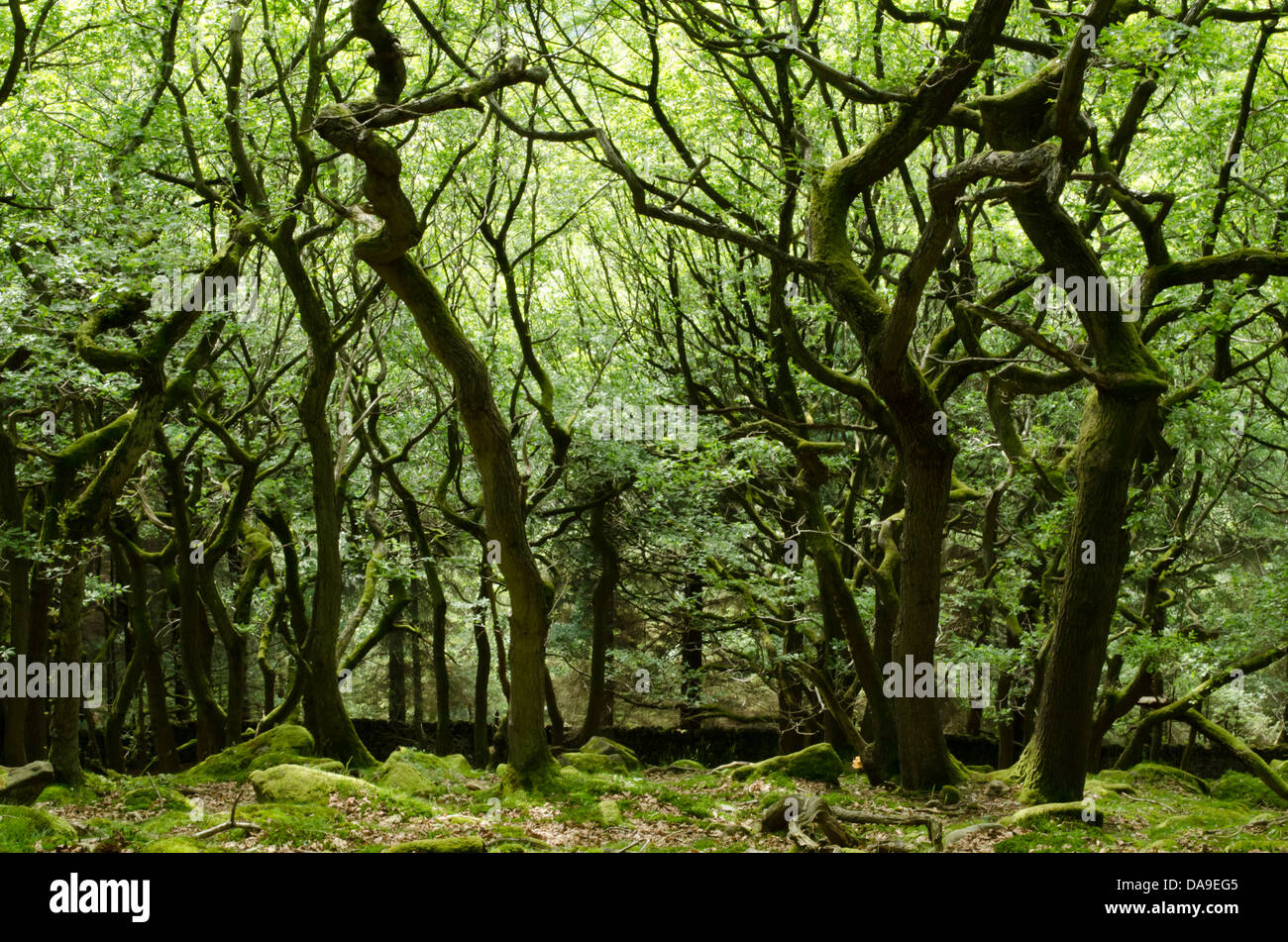 Fairy forest hi-res stock photography and images - Alamy
