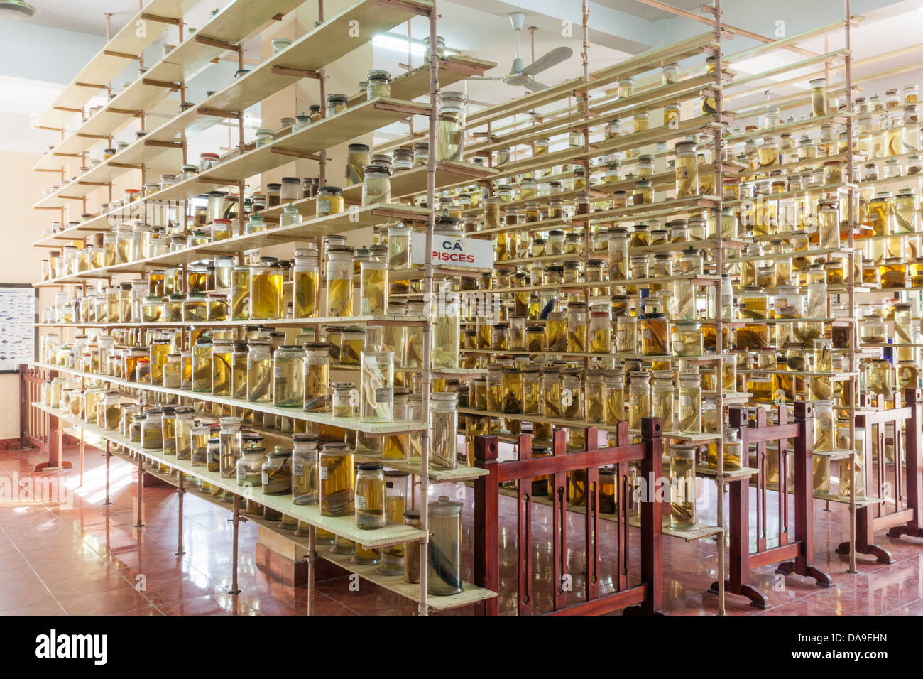 Specimen jars museum of hi-res stock photography and images - Alamy