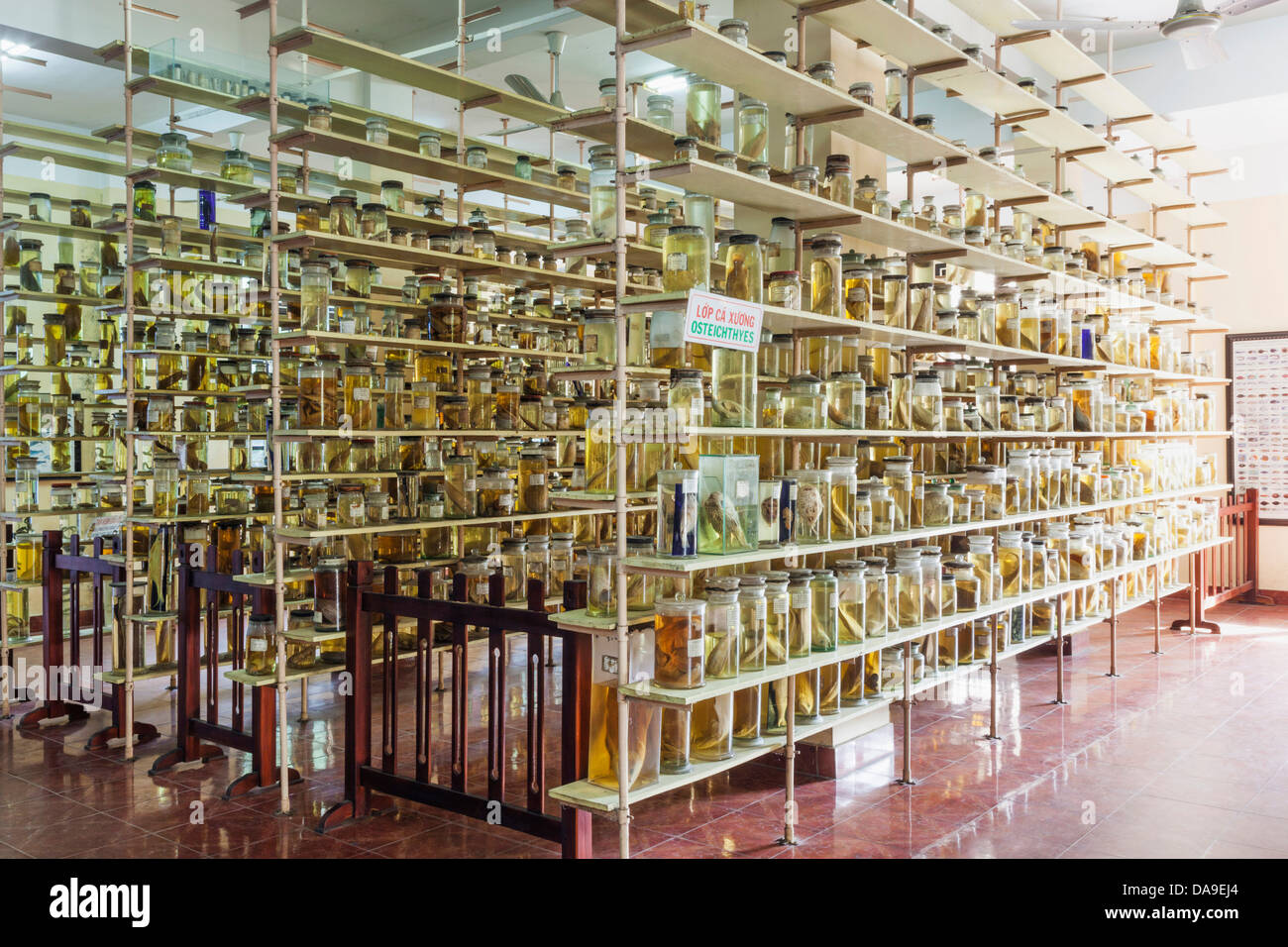Specimen jars museum of hi-res stock photography and images - Alamy