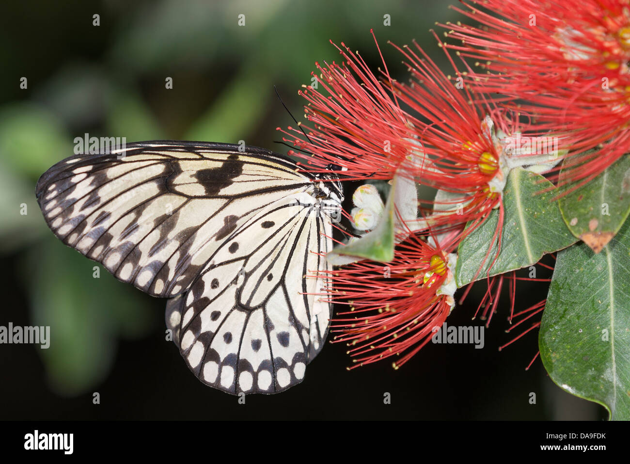 Great Tree Nymph Butterflies High Resolution Stock Photography and ...