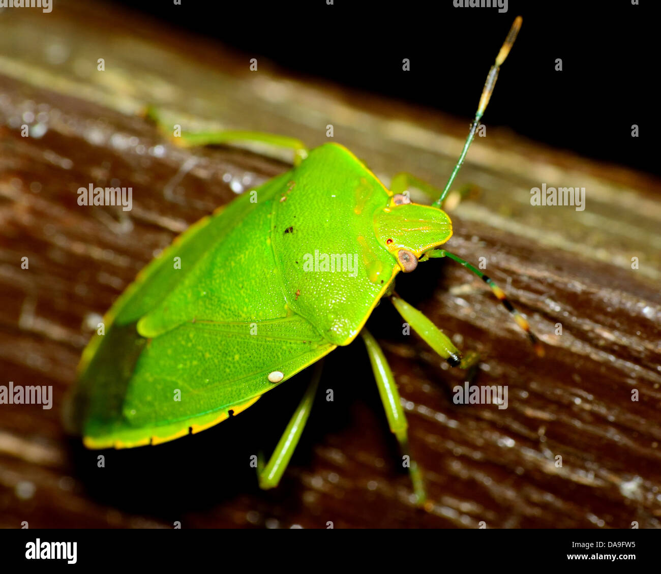 Top view of a stink bug or shield bug Stock Photo - Alamy