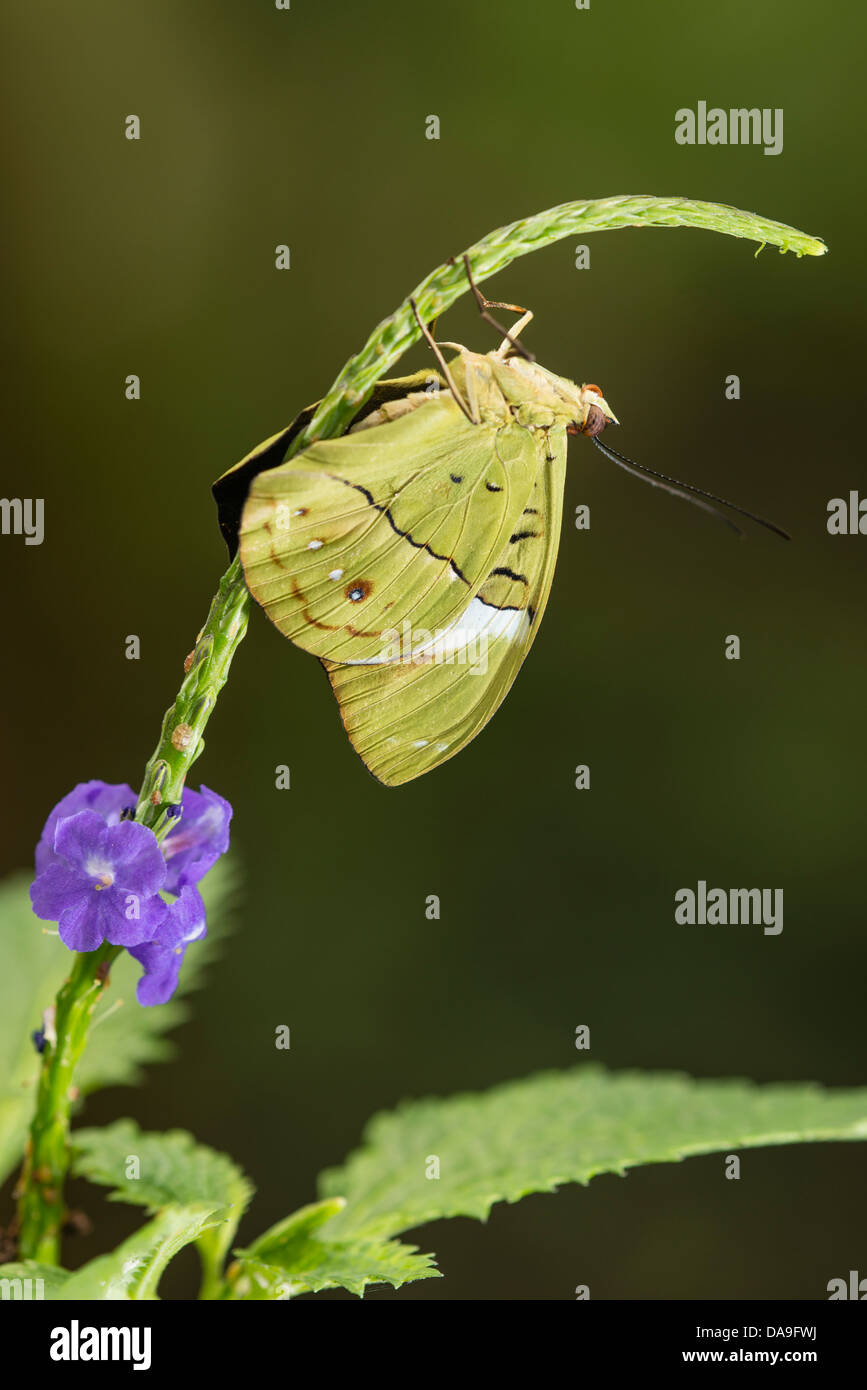 A Common Olivewing butterfly at rest Stock Photo - Alamy