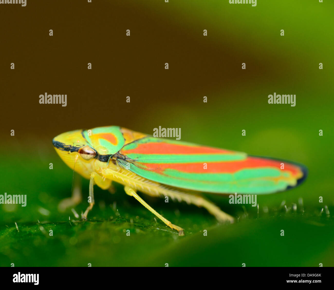 Treehopper hi-res stock photography and images - Alamy