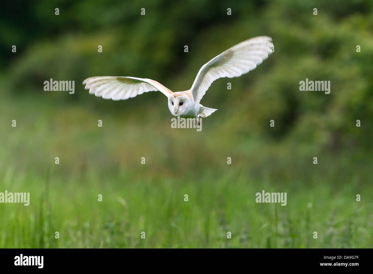 Barn Owl flying low hunting in grass field Stock Photo - Alamy