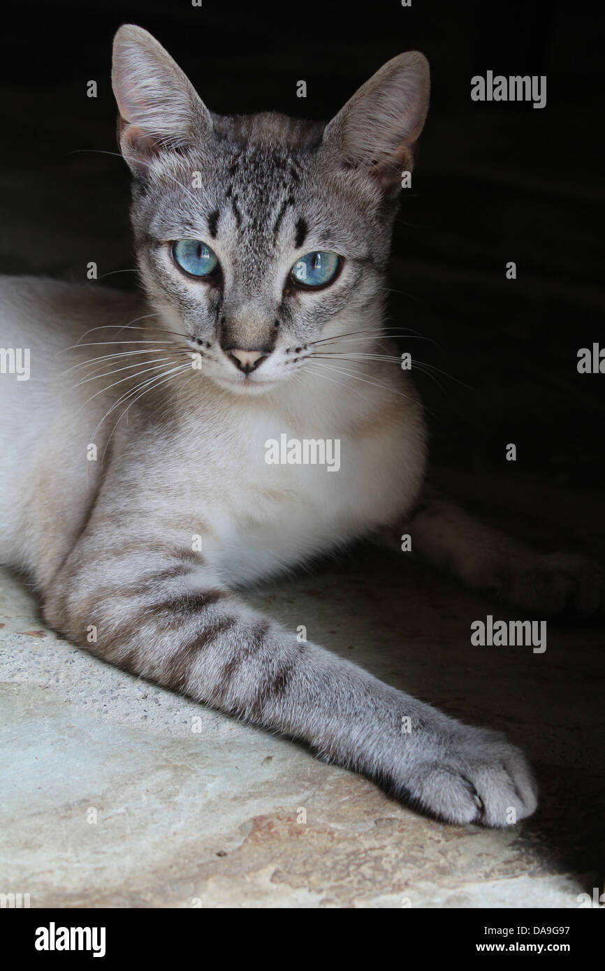 Deep blue eyes hi-res stock photography and images - Alamy