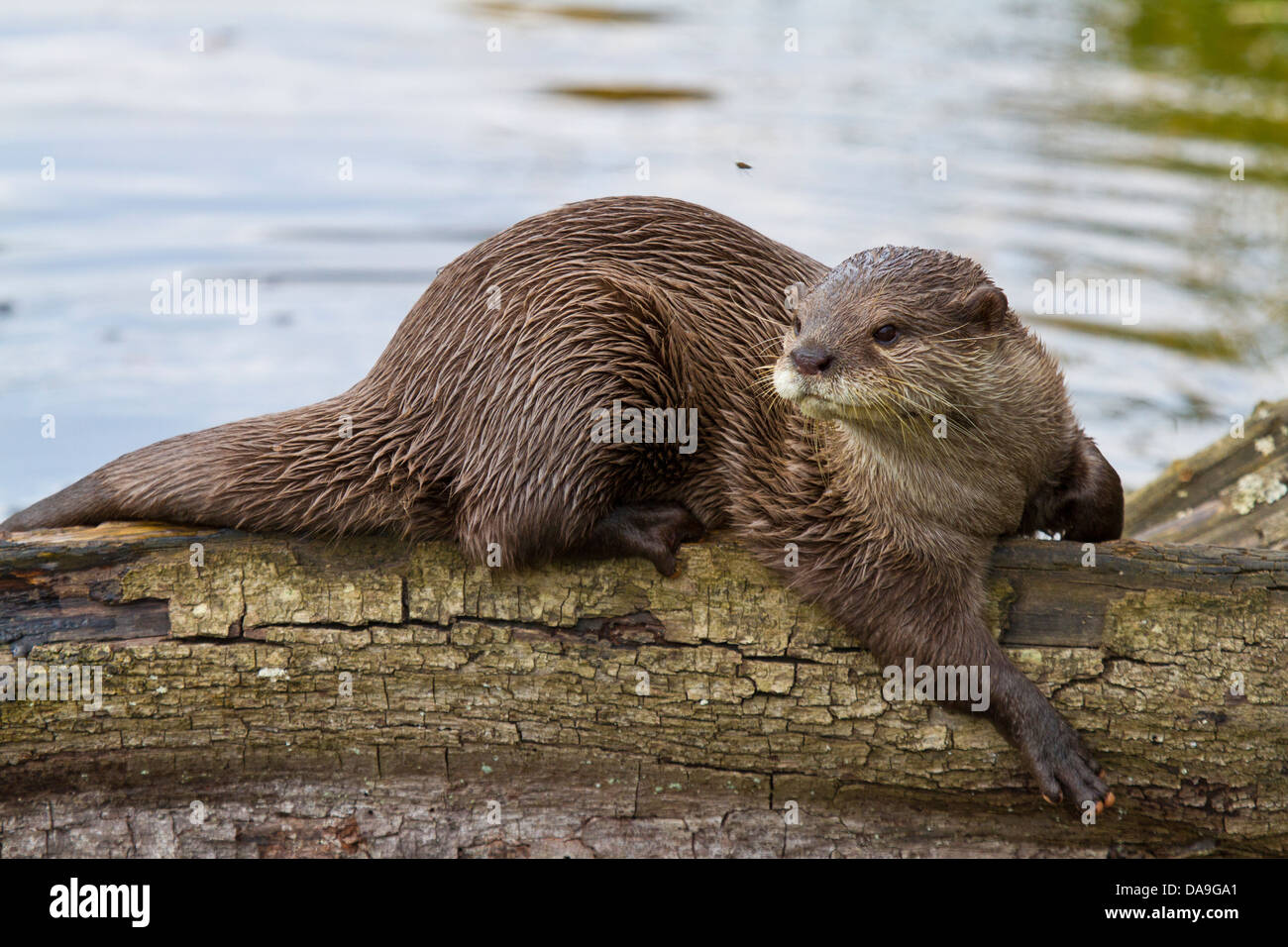 Otter Relaxing In The Sun Stock Photo - Alamy