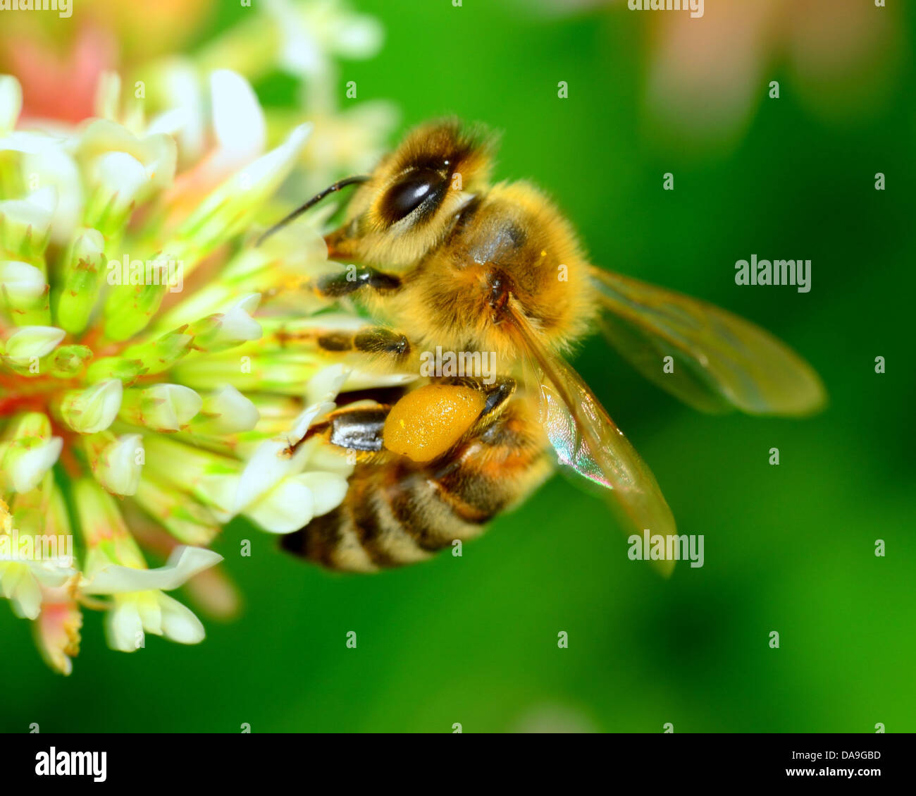 Honey Bee collecting pollen from a flower Stock Photo - Alamy