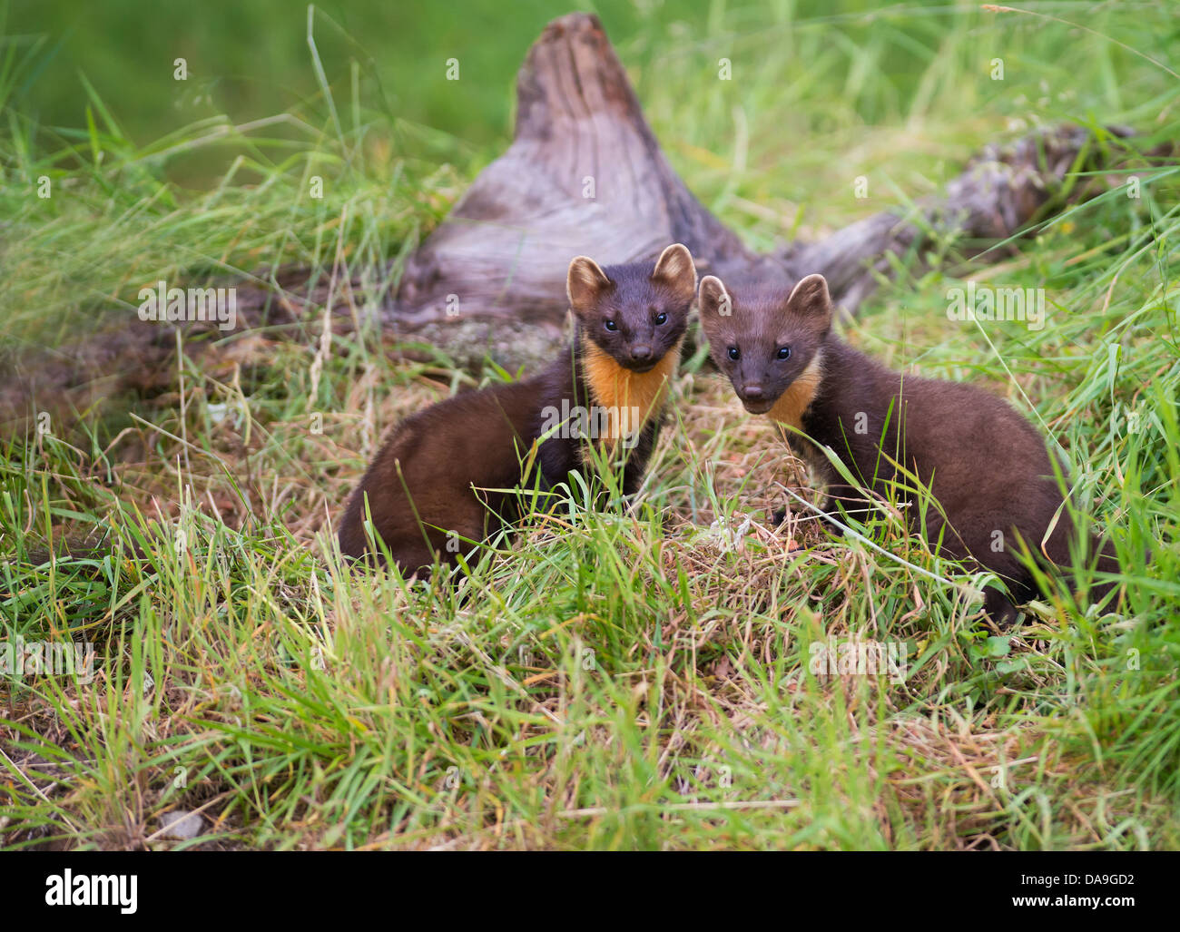 A wild Female Pine Martin and her young Kit in Scottish Woodland Stock ...