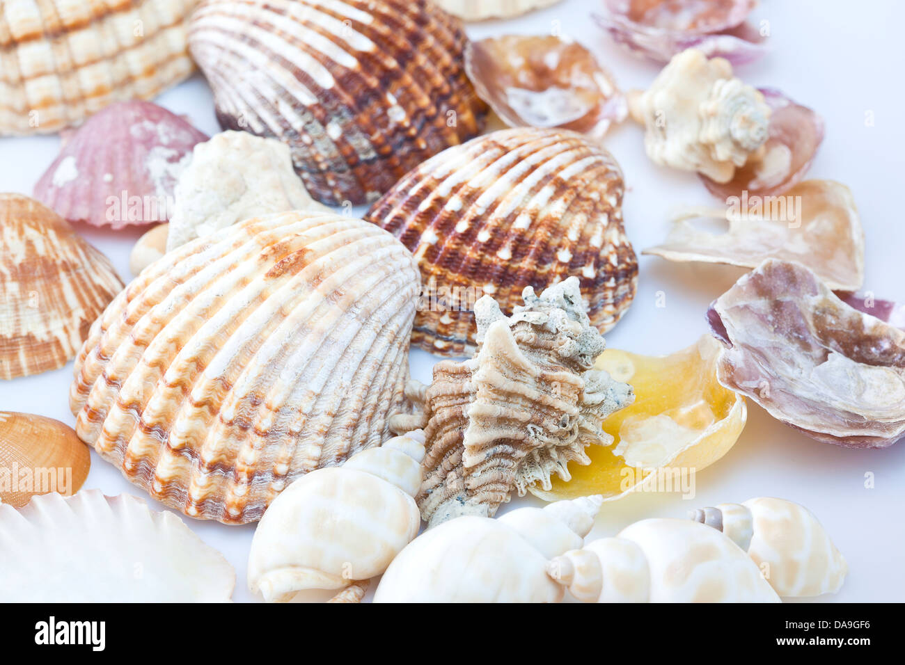 Variety of sea shells Stock Photo - Alamy