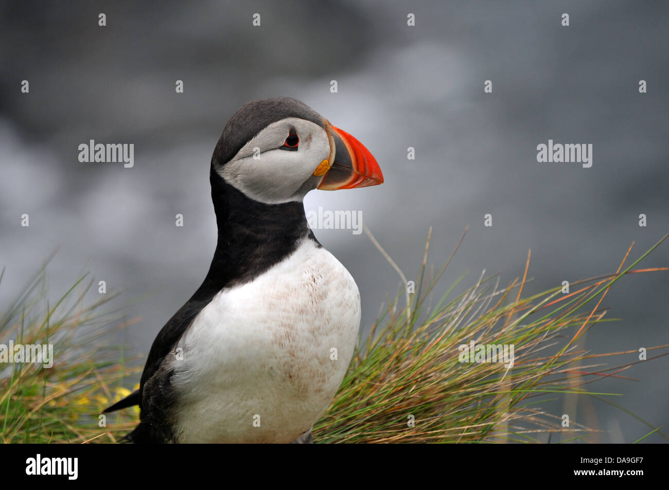 Puffin on the cliffs of Westray Island Stock Photo - Alamy