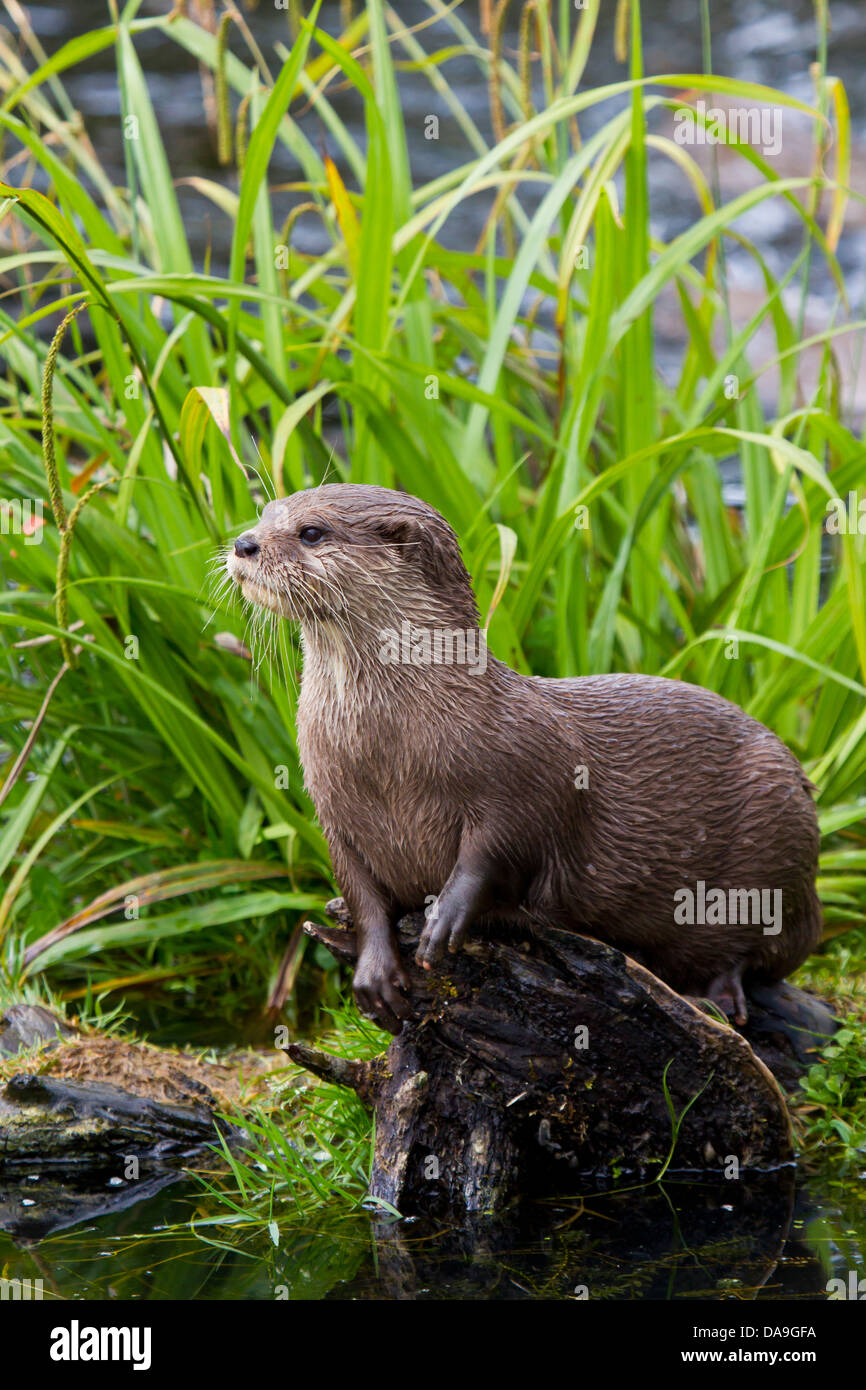 Otter on log hi-res stock photography and images - Alamy