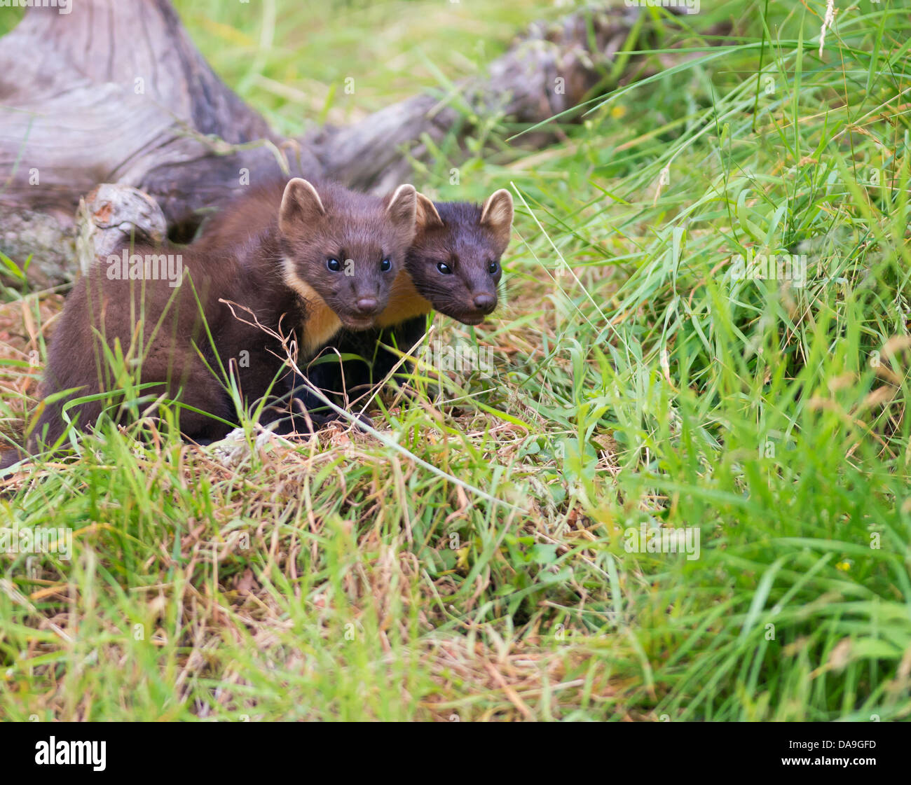 A wild Female Pine Martin and her young Kit in Scottish Woodland Stock ...