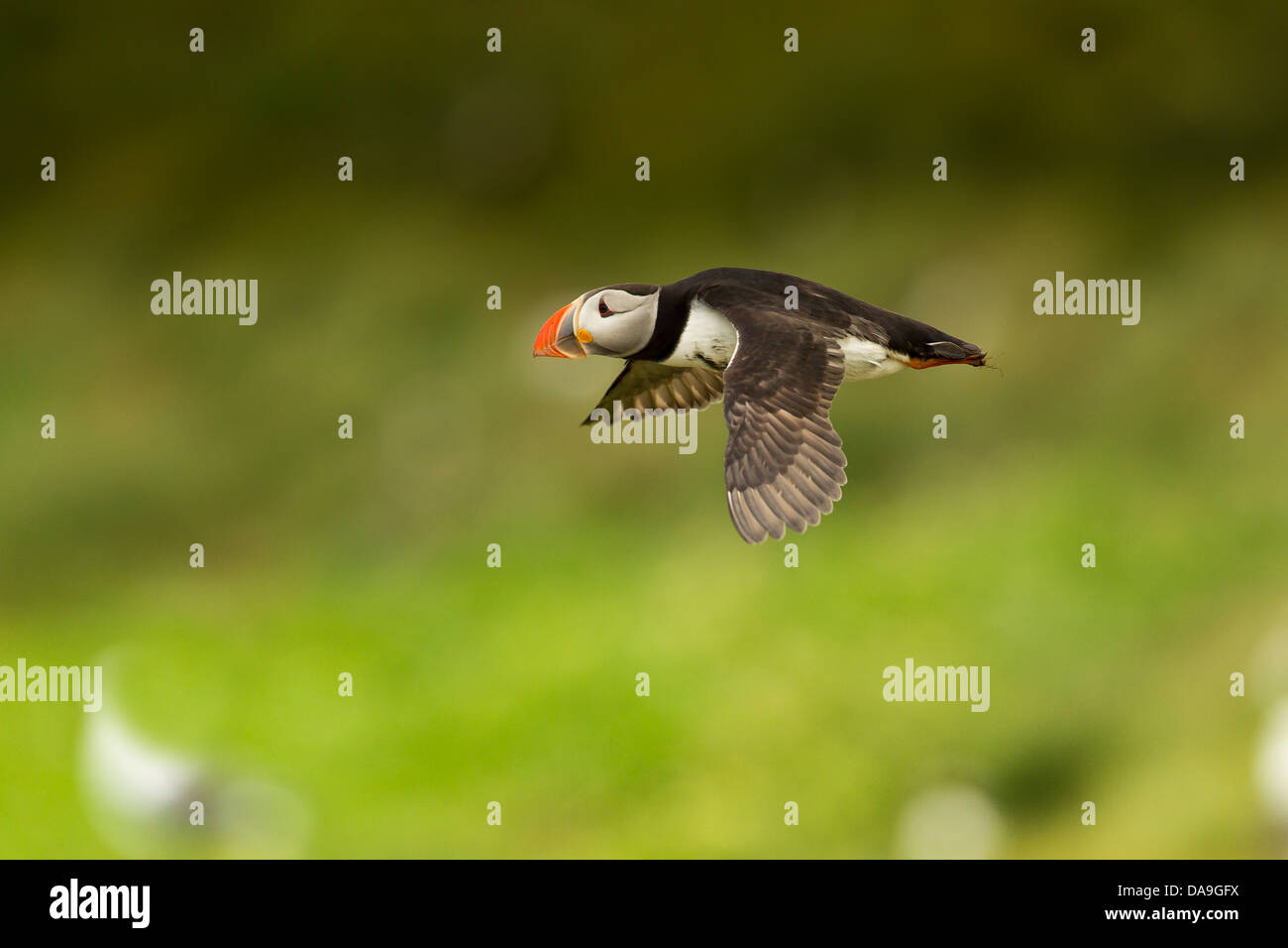 Puffin in Flight Stock Photo - Alamy