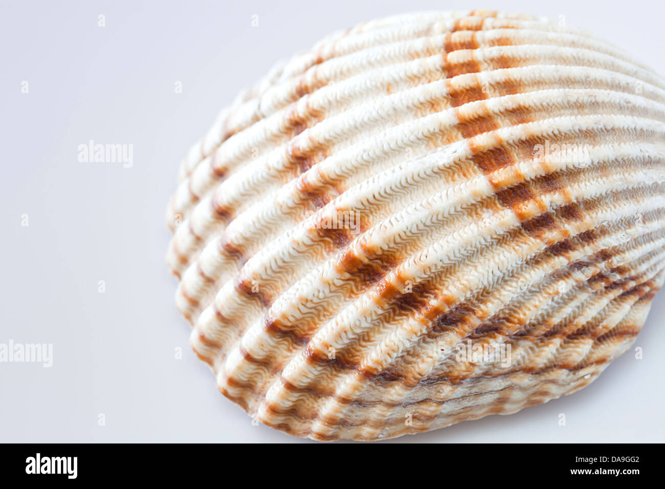 Big common shell Stock Photo - Alamy