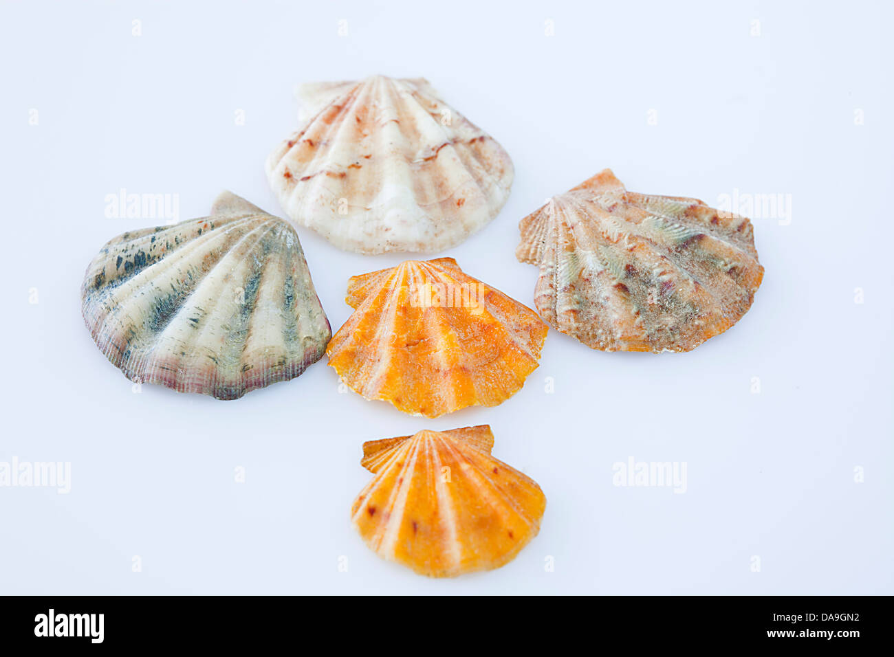 Five little shells Stock Photo - Alamy