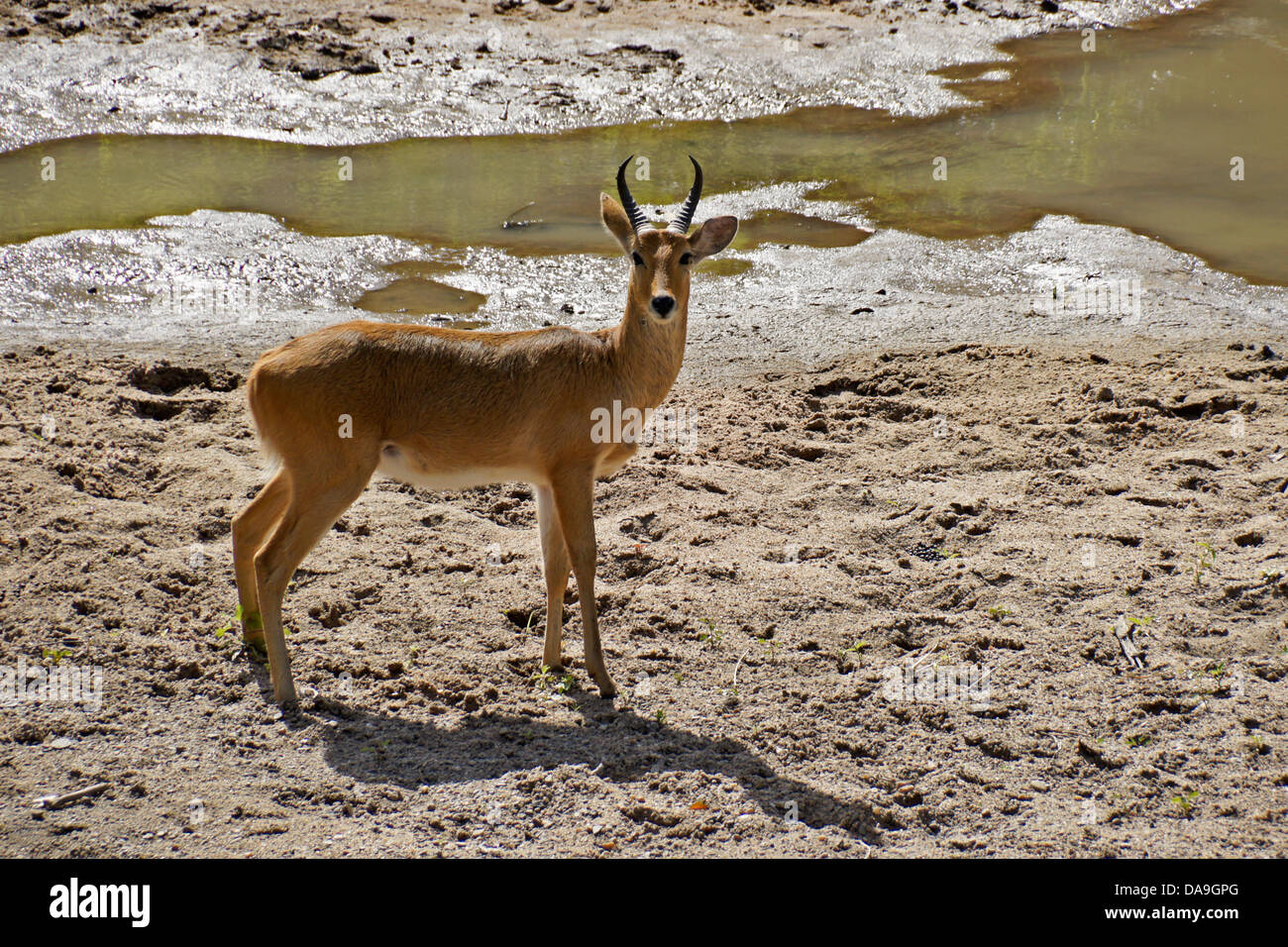 Male reedbuck in riverbed, Masai Mara, Kenya Stock Photo - Alamy