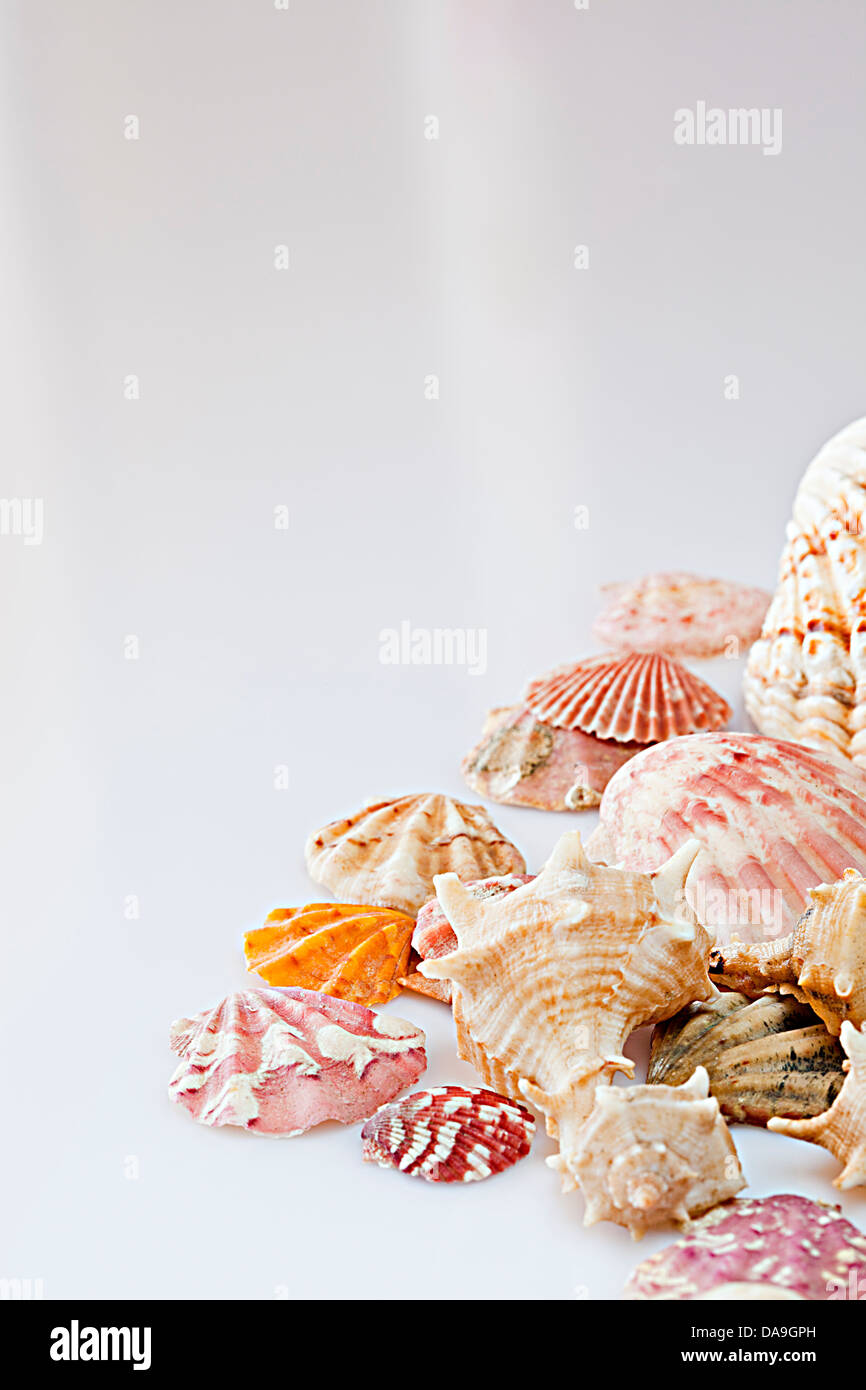 Periwinkles shells hi-res stock photography and images - Alamy