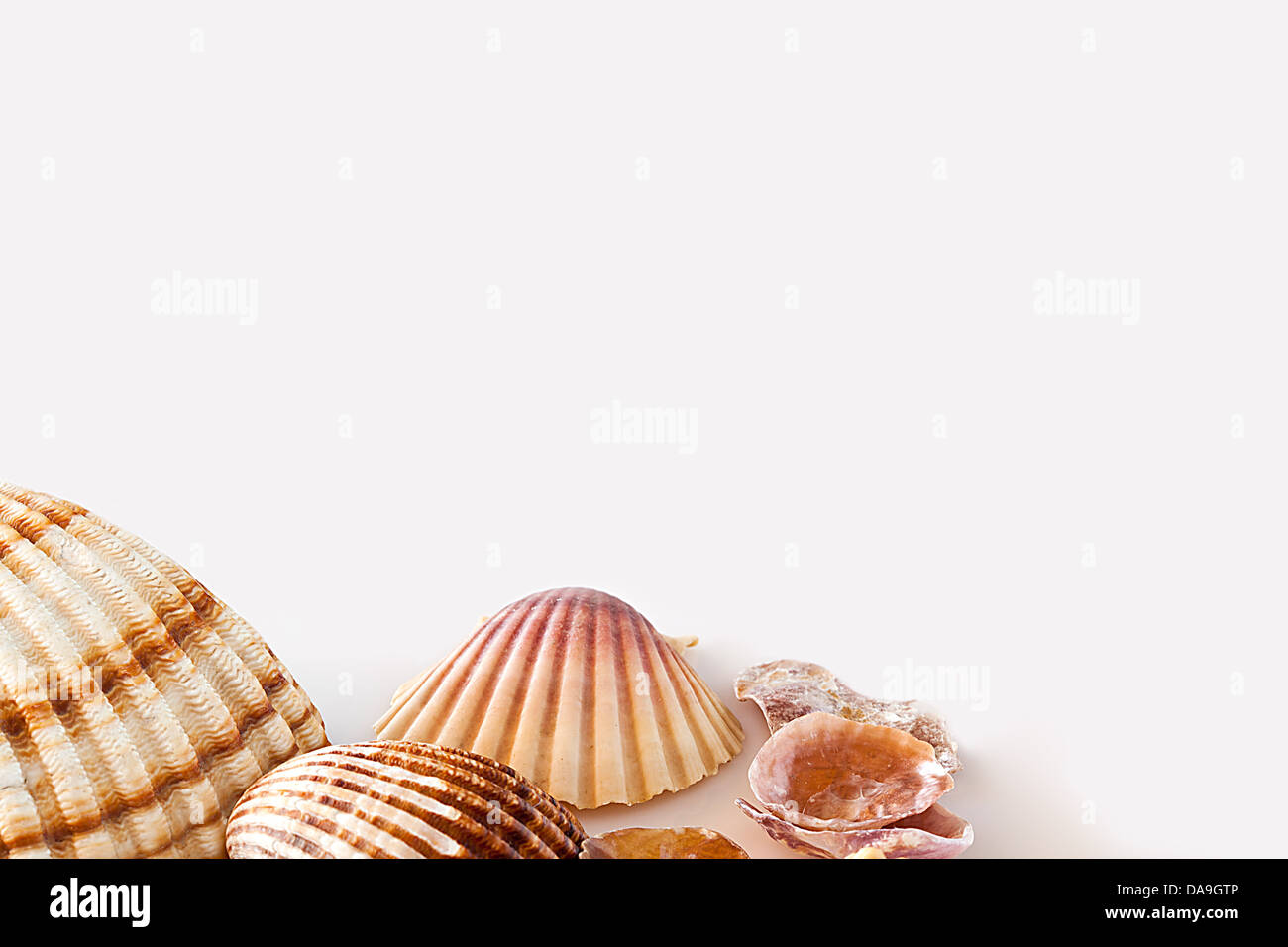 Periwinkles shells hi-res stock photography and images - Alamy