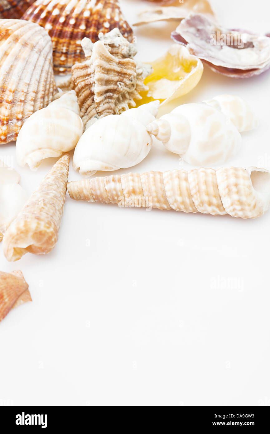 Periwinkles shells hi-res stock photography and images - Alamy