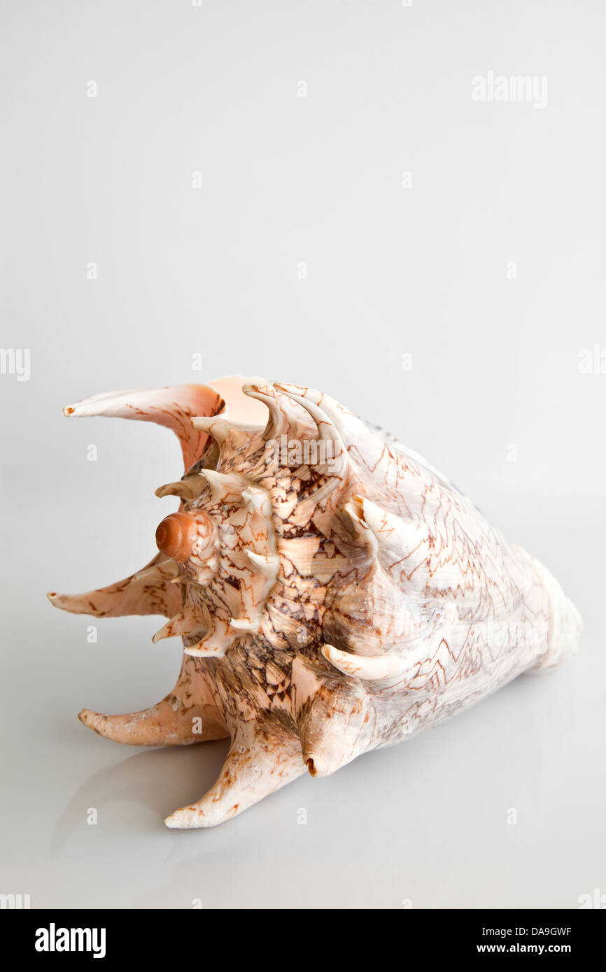 Aulica hi-res stock photography and images - Alamy