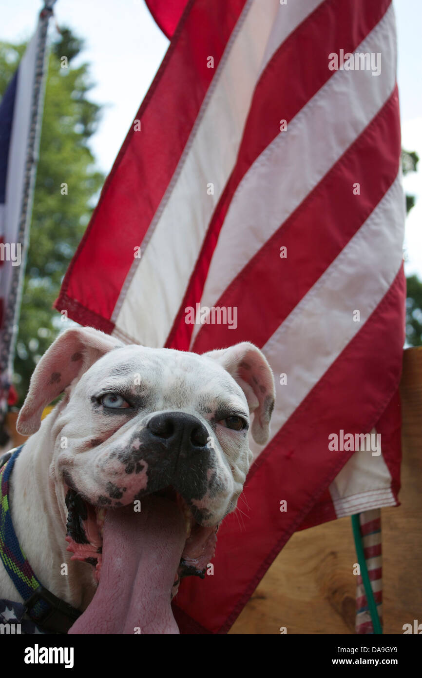 Patriotic pet dog hi-res stock photography and images - Alamy