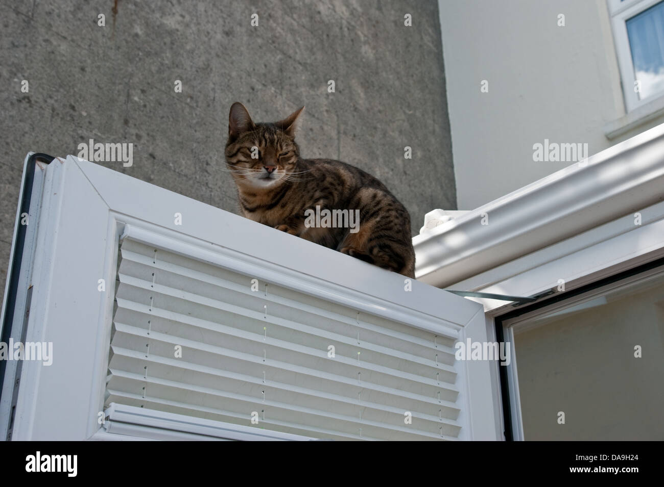 Cat open door hi-res stock photography and images - Alamy