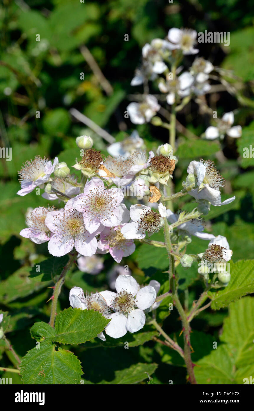 Blackberry bramble blossom hi-res stock photography and images - Alamy