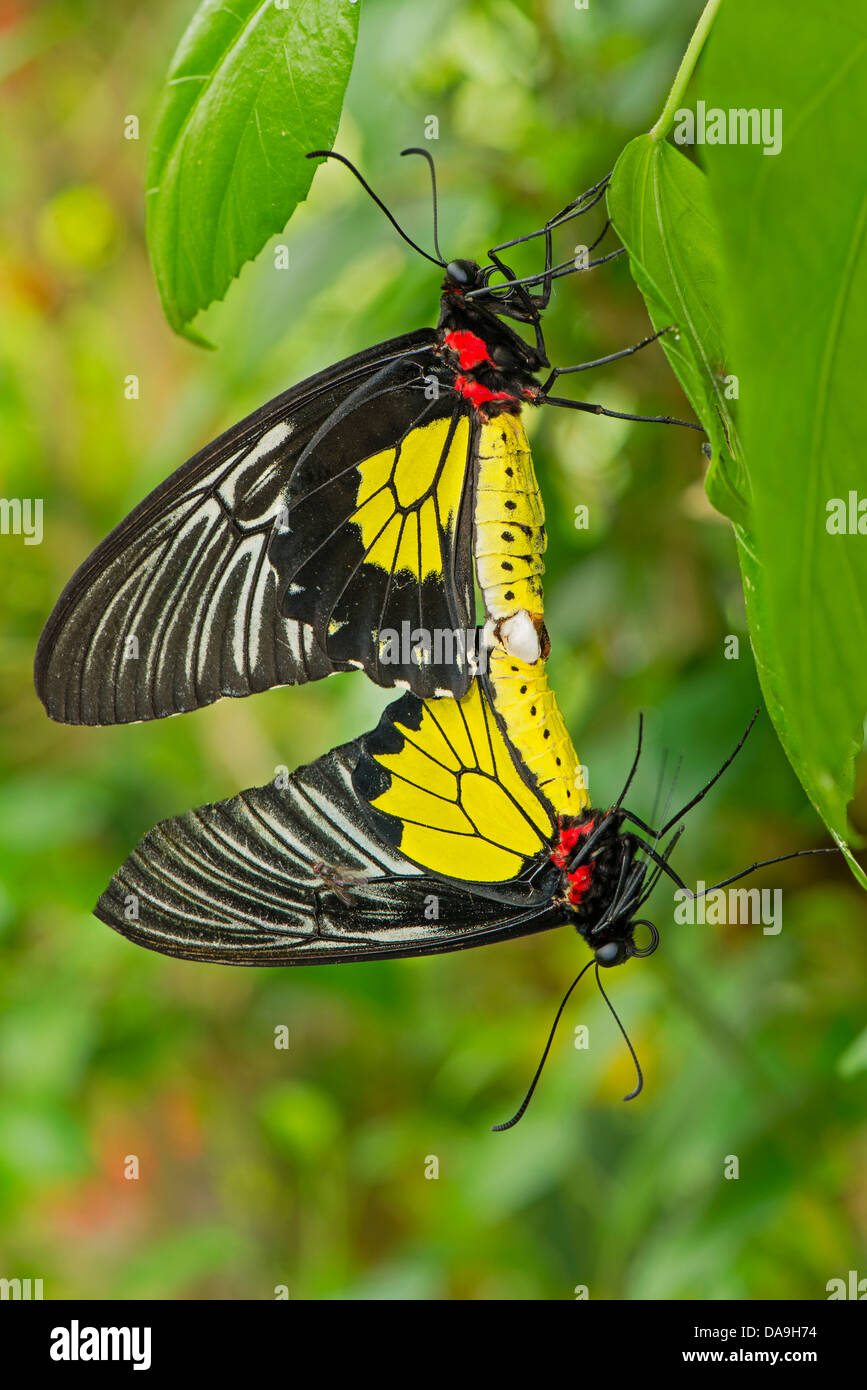 Troides Rhadamantus Mating High Resolution Stock Photography and Images ...