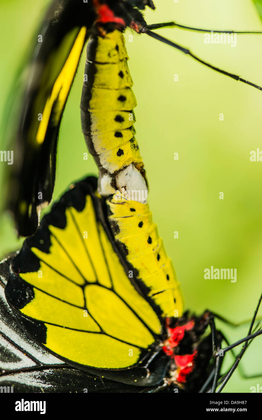 Mating Golden Birdwing butterflies Stock Photo - Alamy