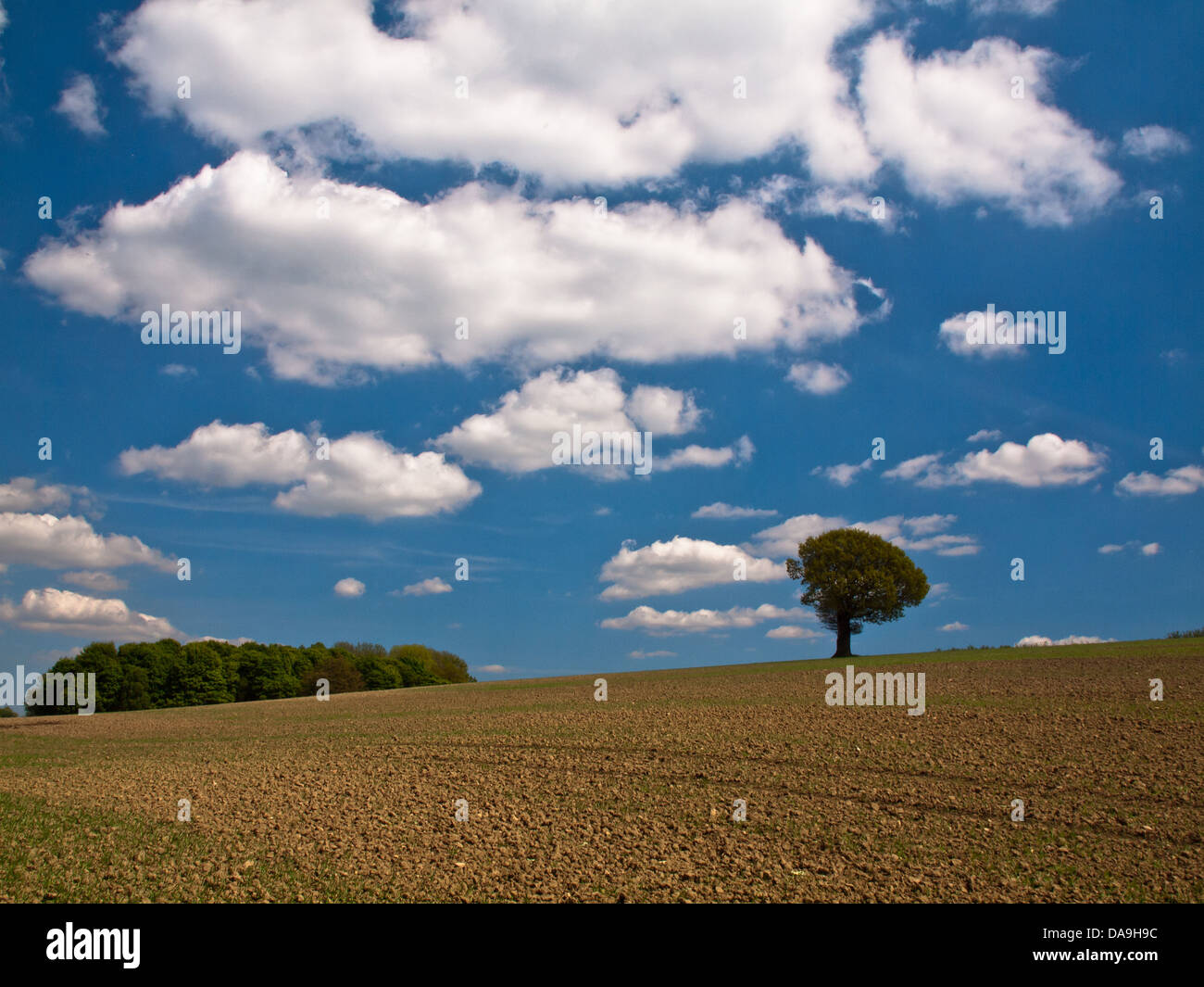 A Lone Tree Stock Photo - Alamy