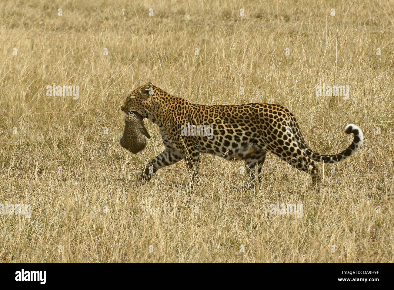 African leopard carrying cub hi-res stock photography and images - Alamy