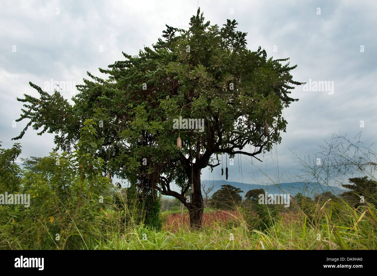 Cucumber tree hi-res stock photography and images - Alamy