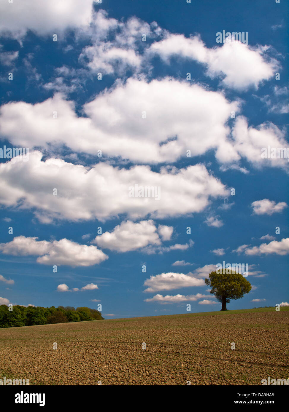The Lonely Tree on The Hill Stock Photo - Alamy