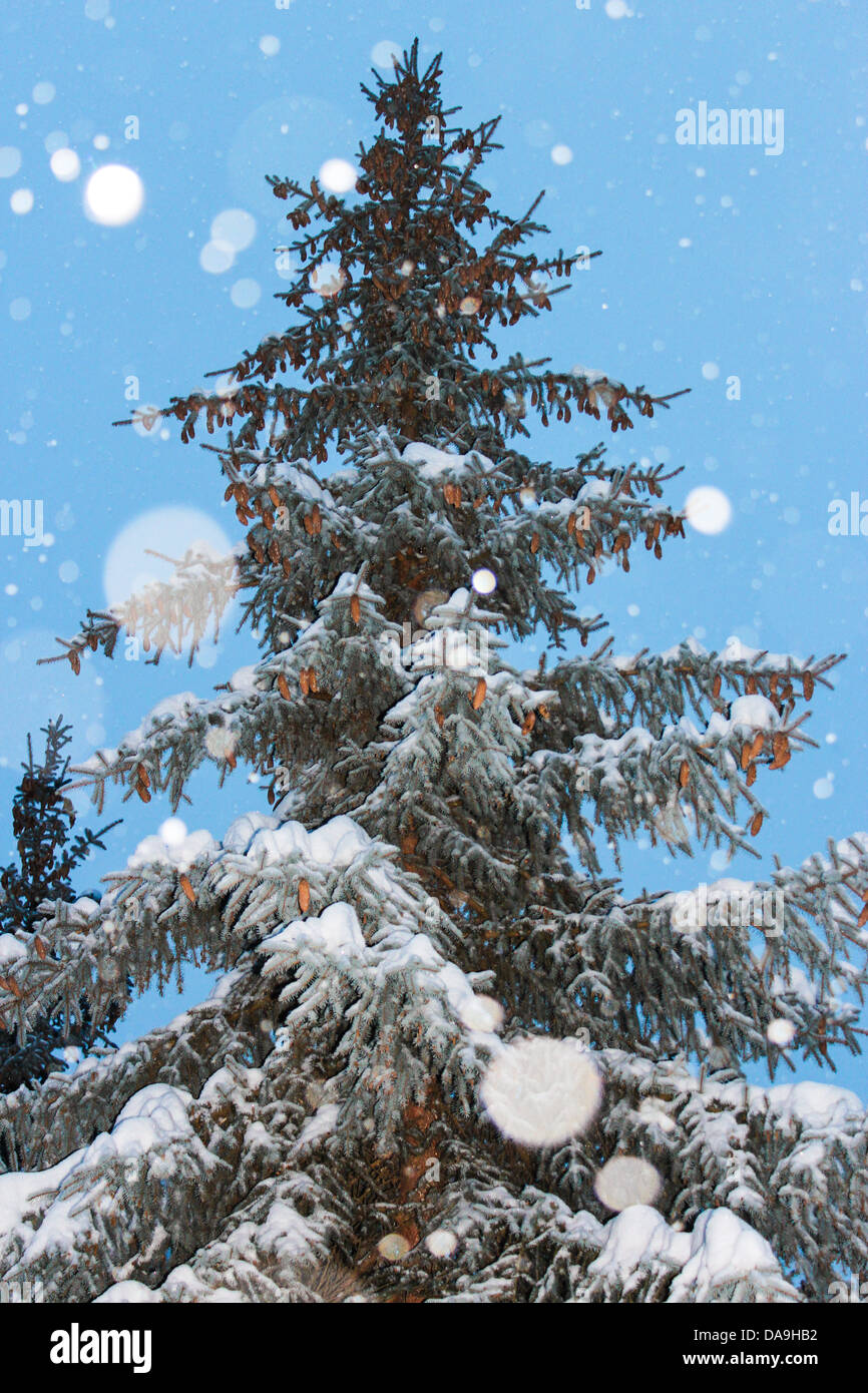 Fur tree cones hi-res stock photography and images - Alamy