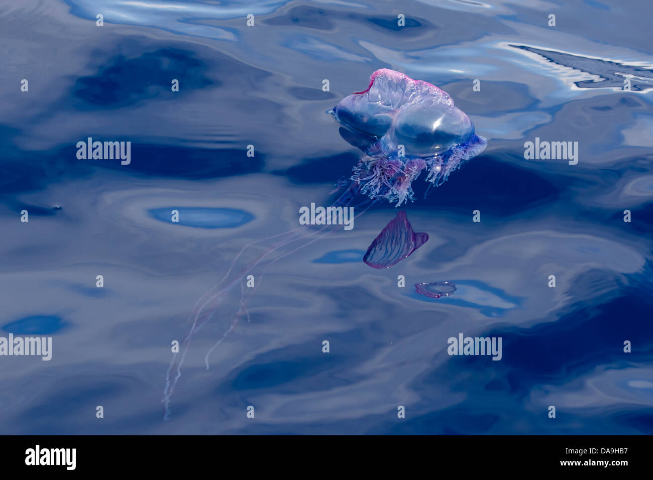 Portuguese man o war sting hi-res stock photography and images - Alamy