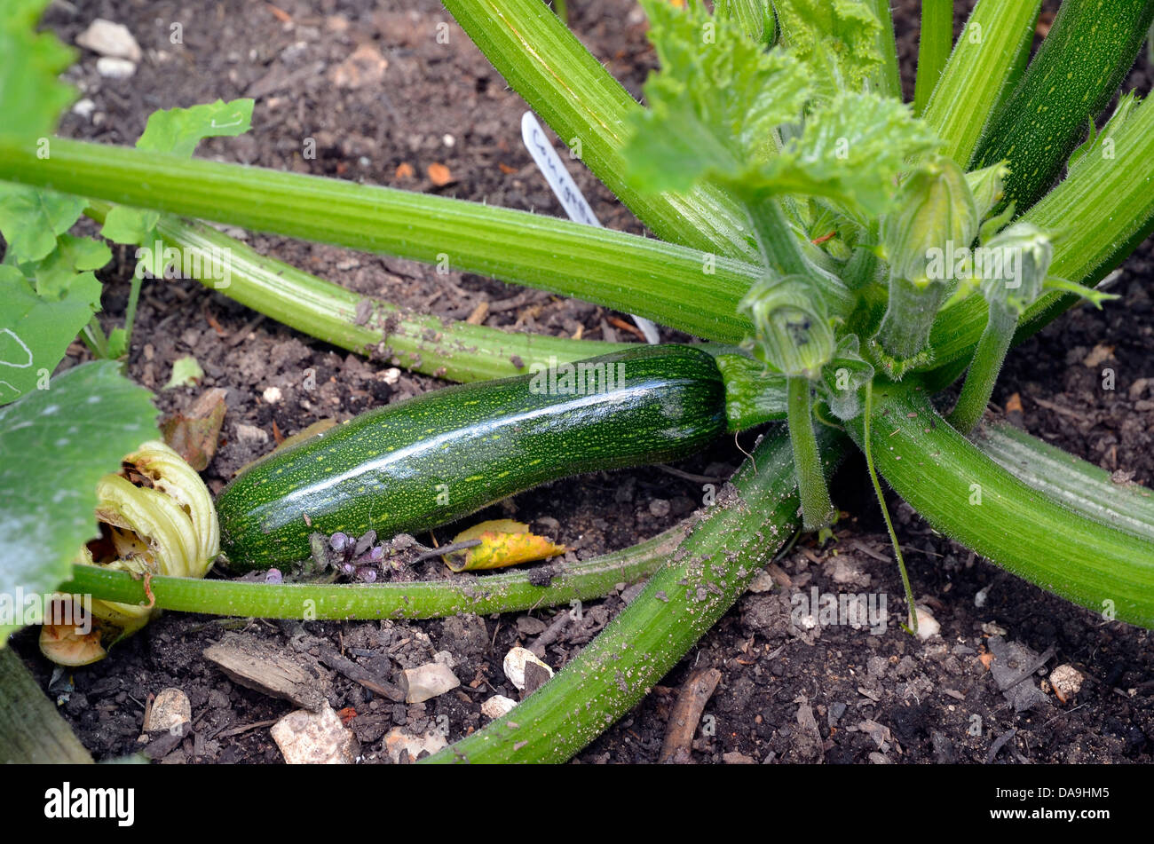 Courgette plant hi-res stock photography and images - Alamy
