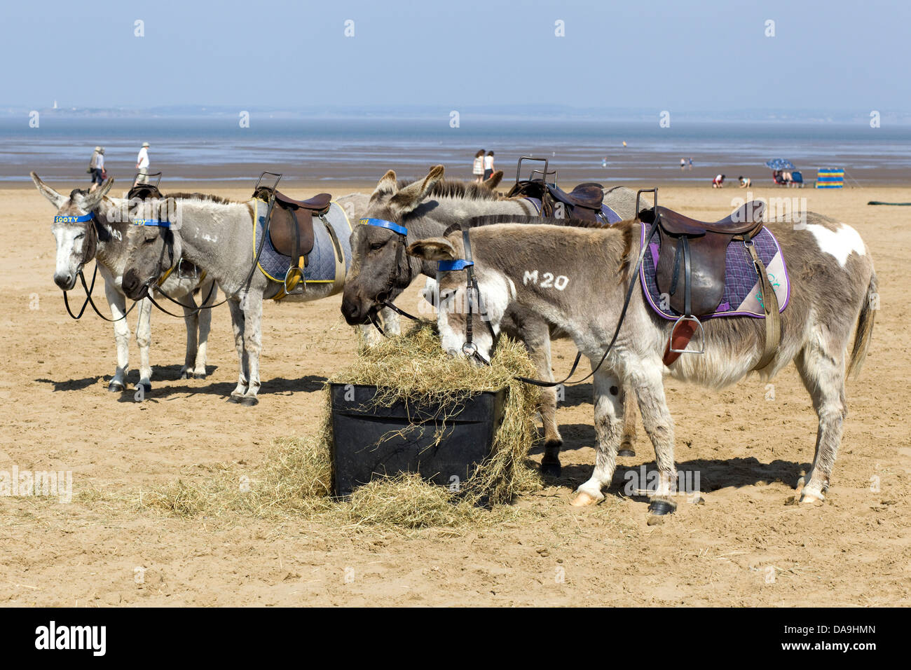 Traditional Donkey rides on British Beaches Stock Photo - Alamy