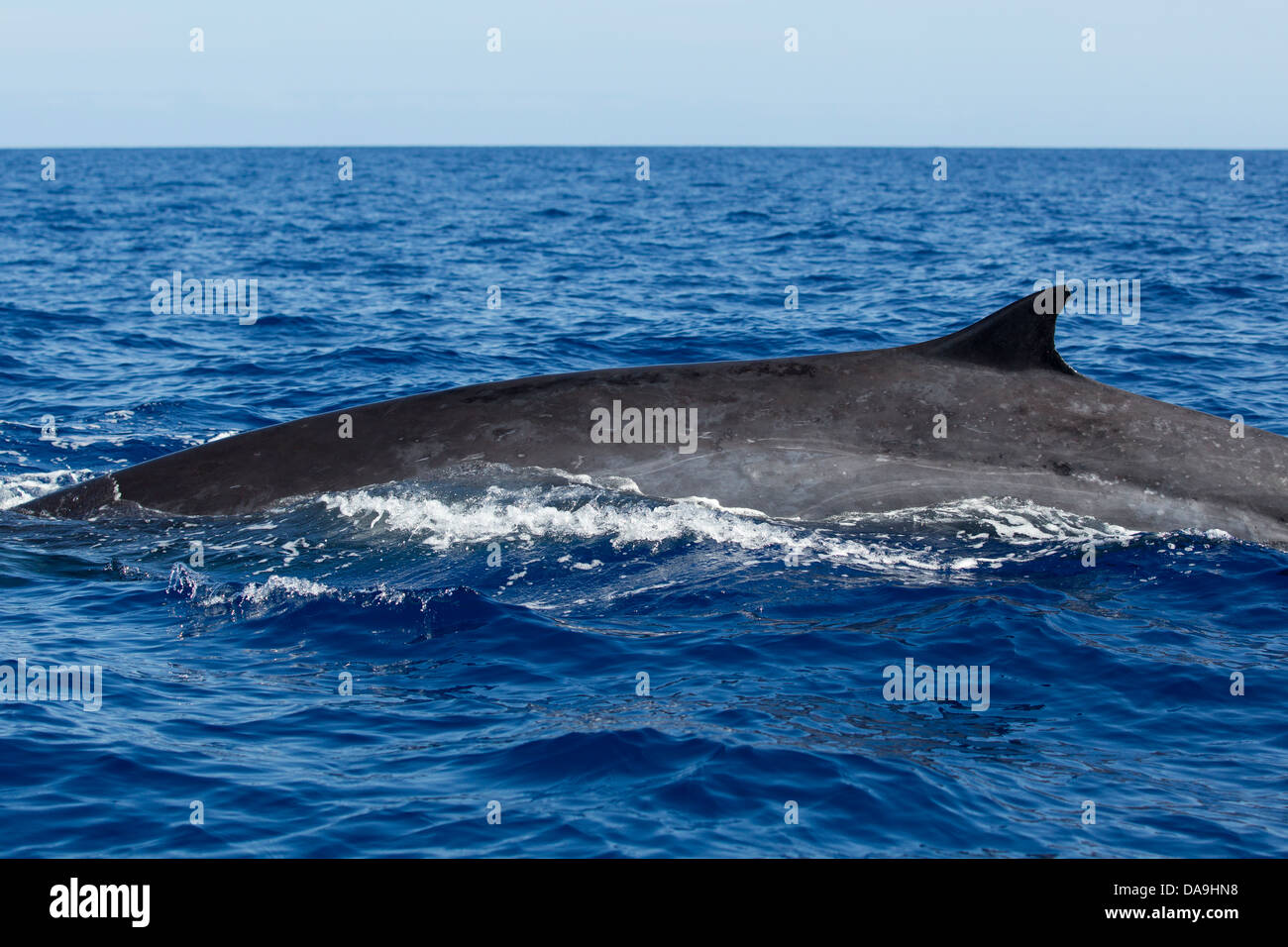 Fin whale hi-res stock photography and images - Alamy