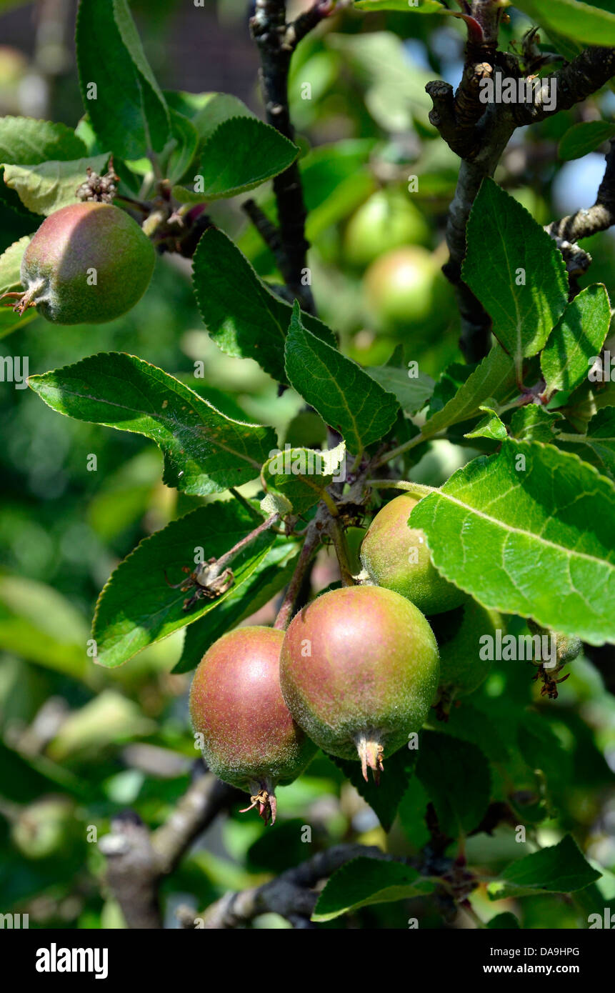Coxes orange pippin tree hi-res stock photography and images - Alamy