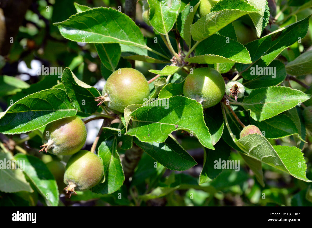 Young fruit on a Coxes Orange Pippin apple tree Stock Photo - Alamy