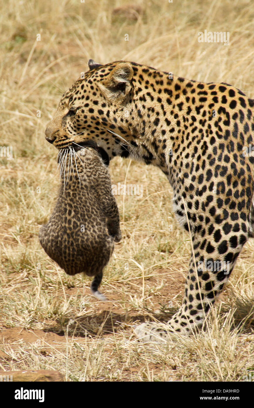 Female African leopard carrying cub in mouth, Masai Mara, Kenya Stock ...