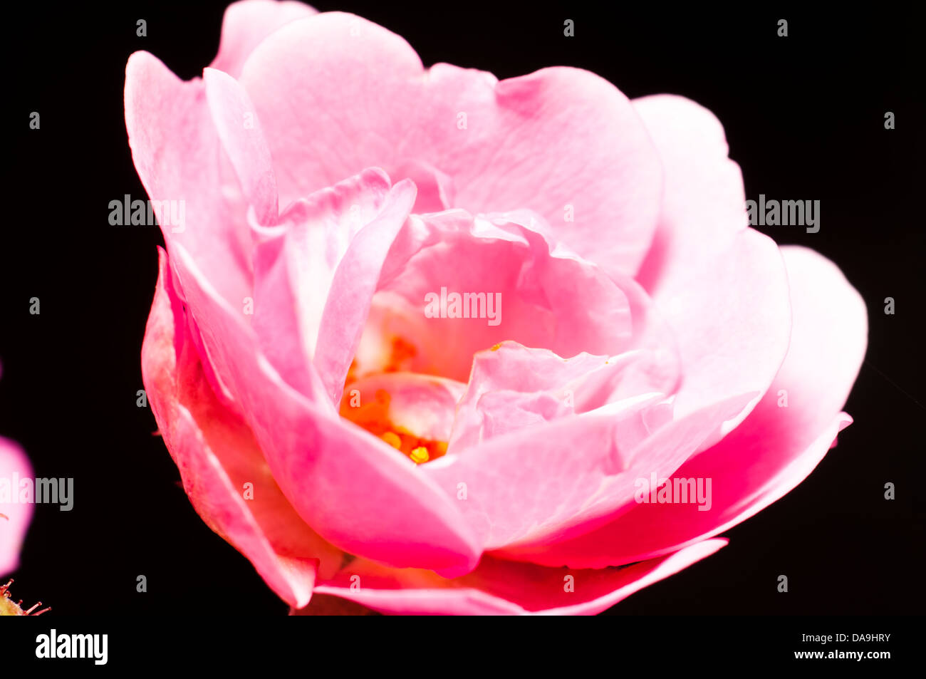 Close up rose hi-res stock photography and images - Alamy